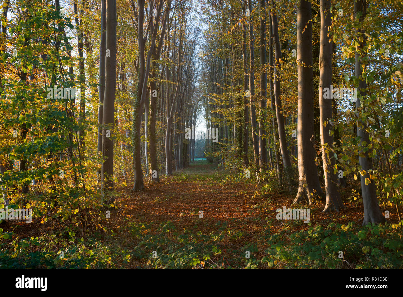 Double row of beech trees, autumn Stock Photo - Alamy