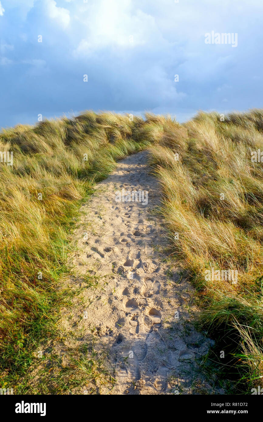 In the centre a sandy pathway with lots of footprints runs through long ...