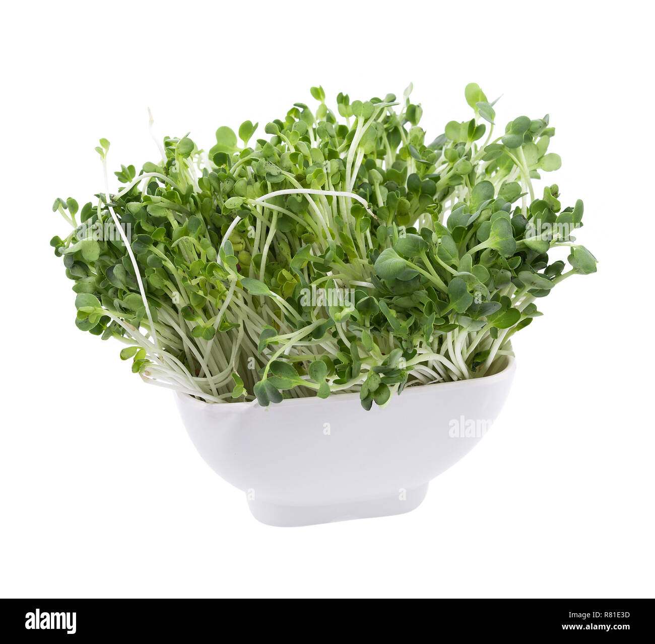 kaiware sprout, japanese vegetable or watercress on white background ...