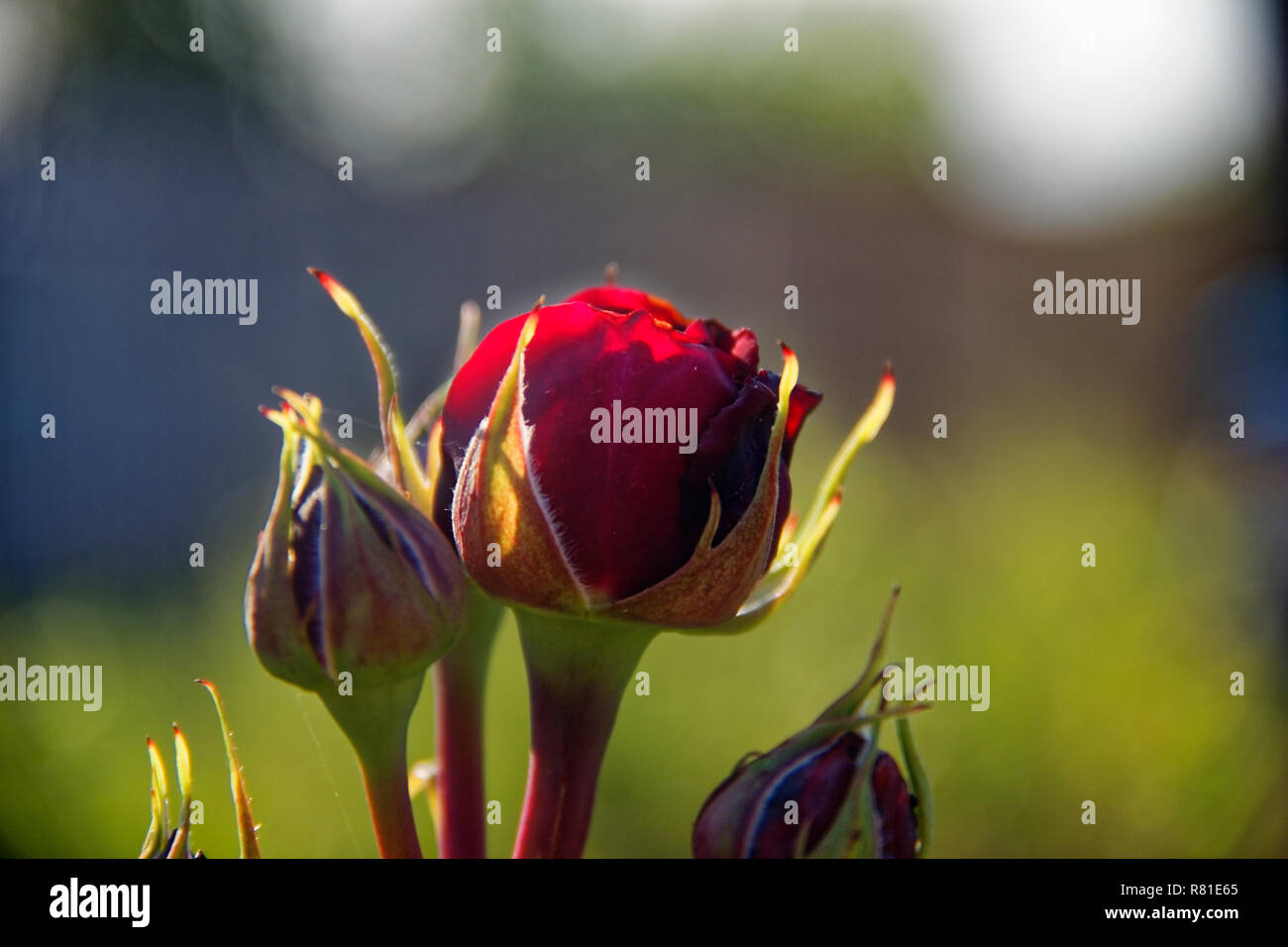 Burgundy rose hi-res stock photography and images - Alamy