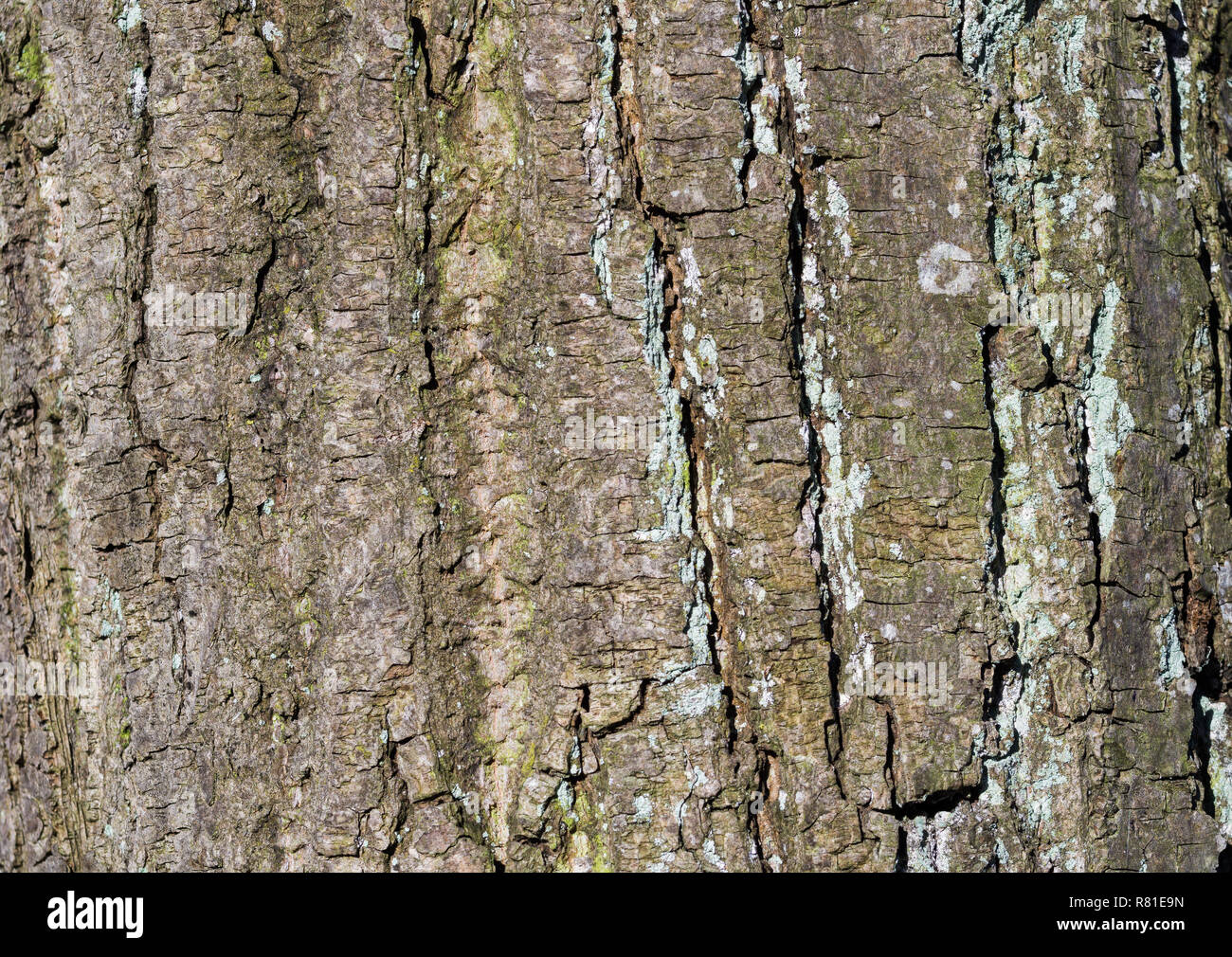 Close-up of a detailed tree bark Stock Photo - Alamy