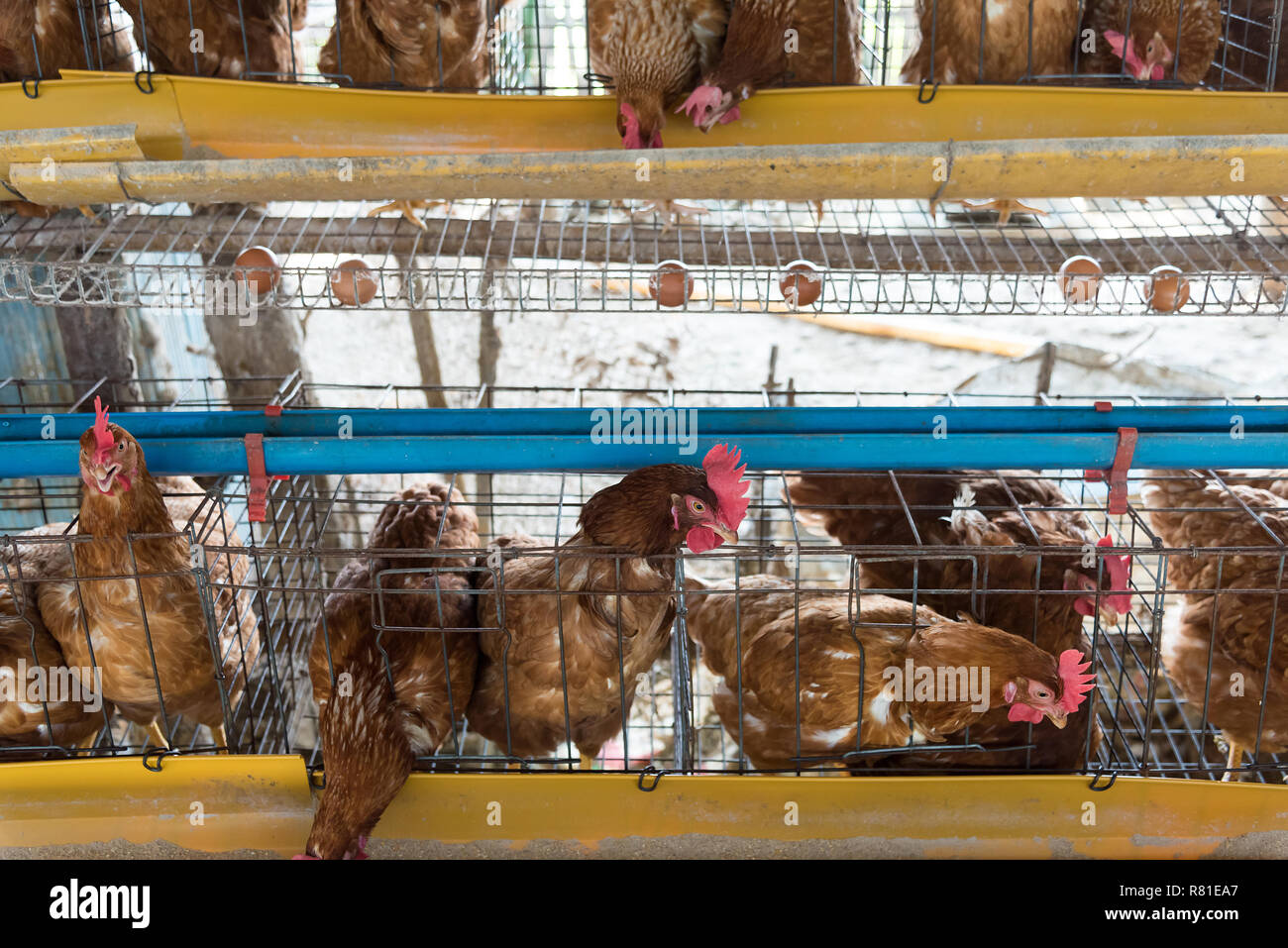 Farm chicken in a barn, hens in cages industrial farm Stock Photo - Alamy