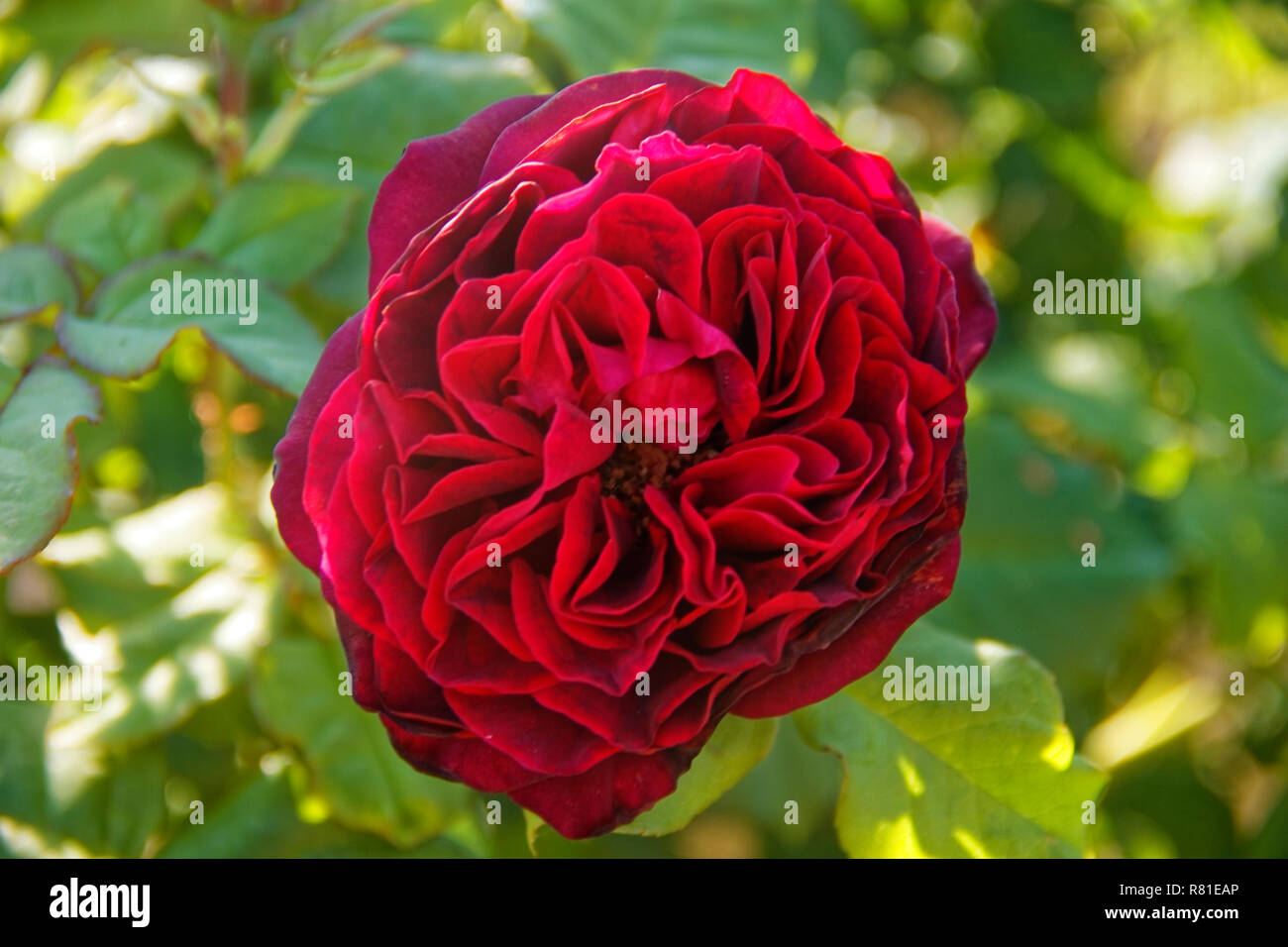 Burgundy rose in the garden on grass background, Russia Stock Photo - Alamy