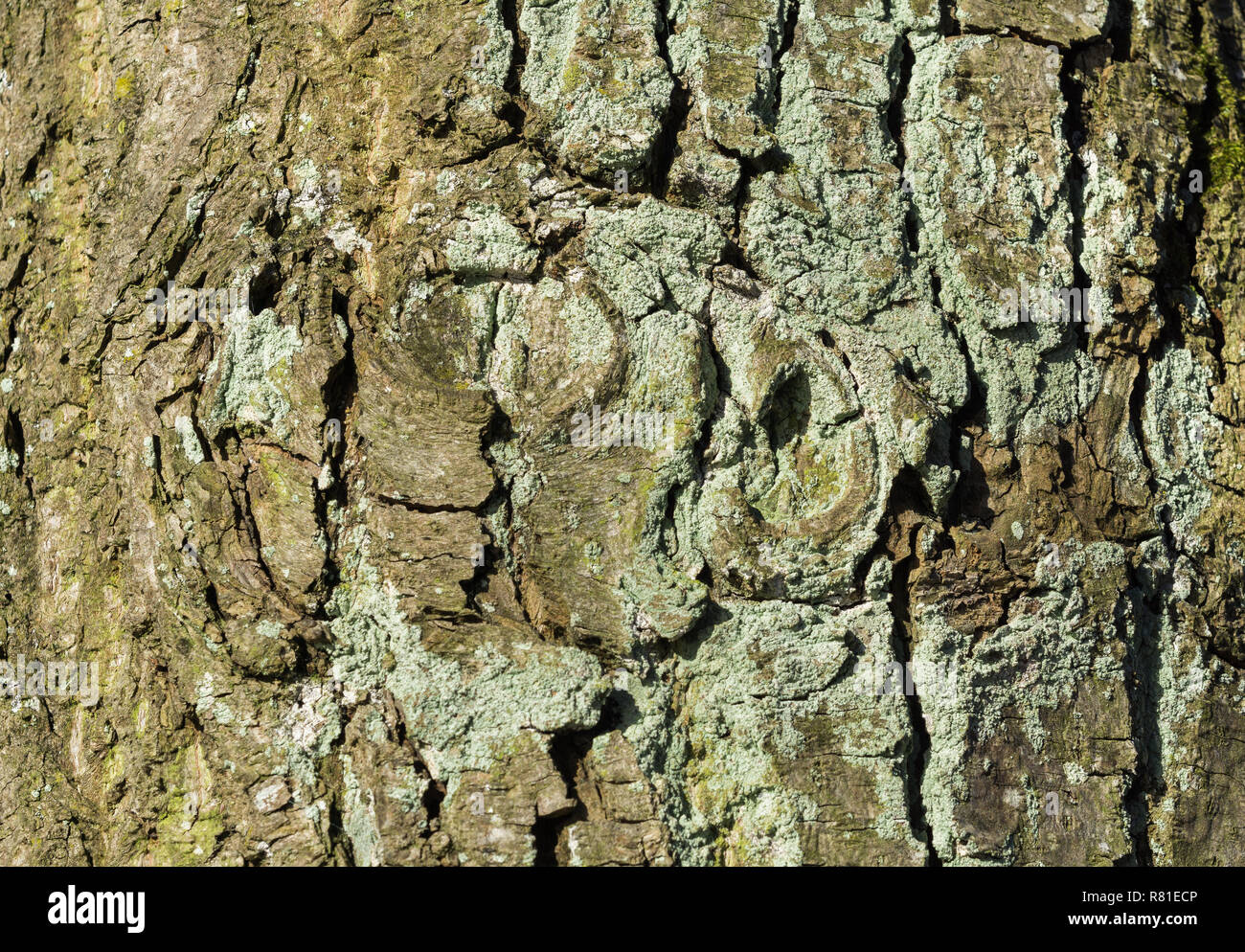Detailed tree hi-res stock photography and images - Alamy