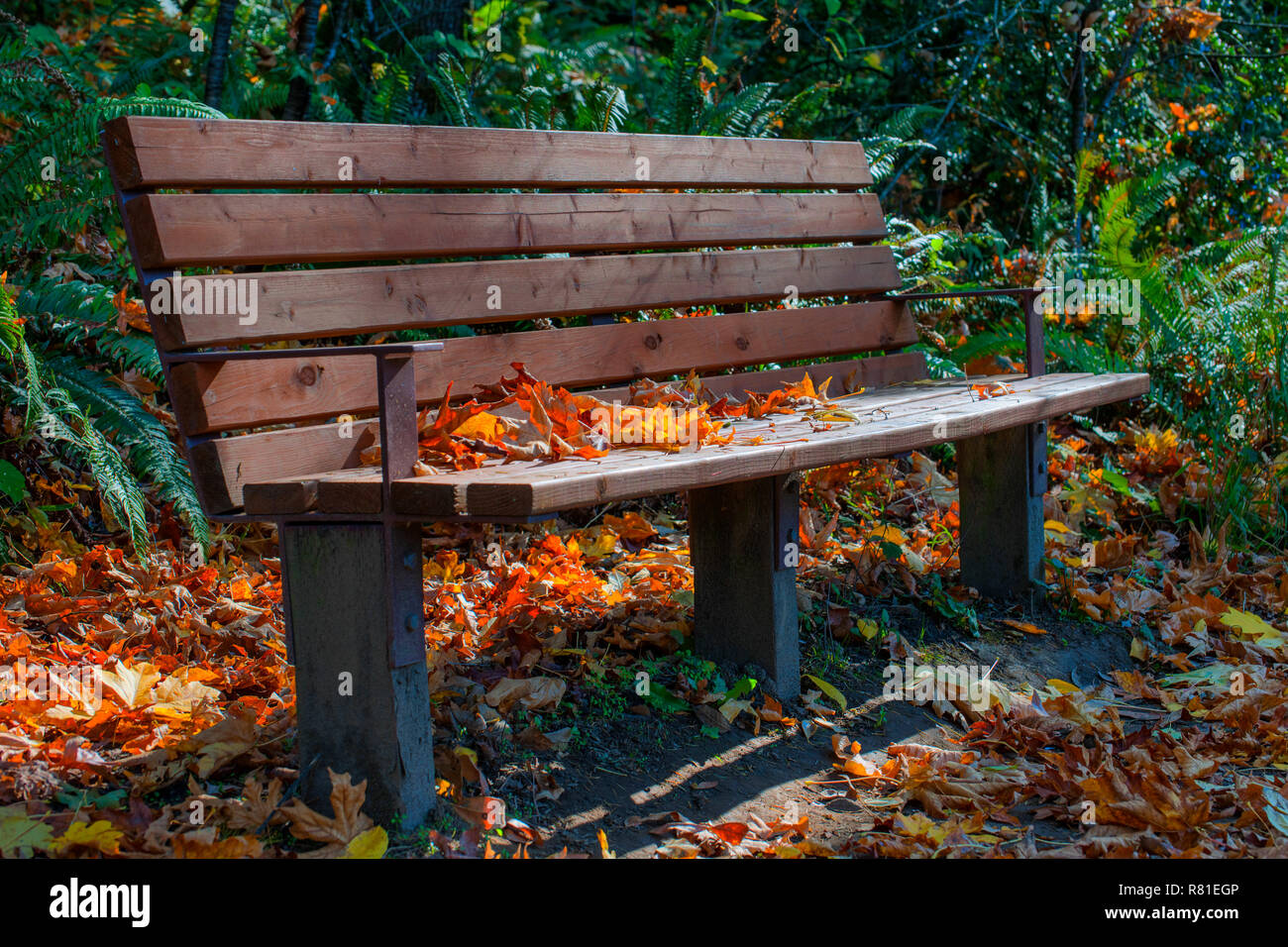 A park bench sits in under a canopy of trees that have dropped their ...
