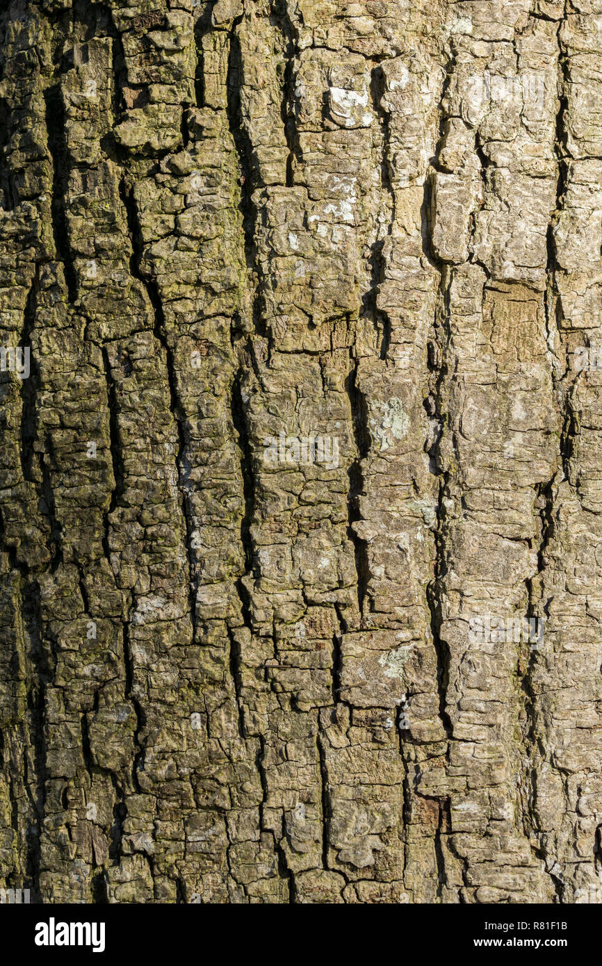 Detailed pine tree bark hi-res stock photography and images - Alamy