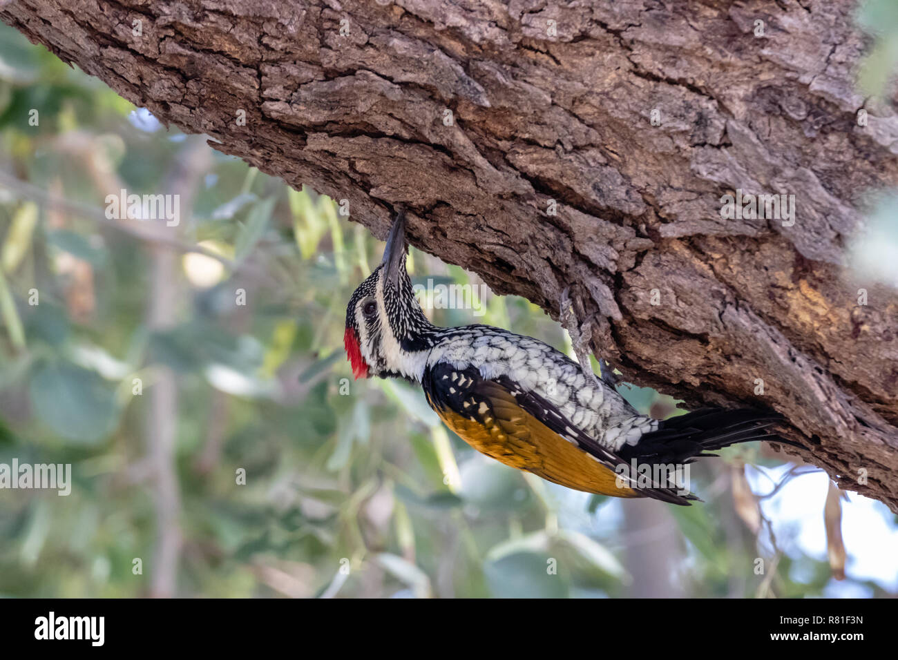 Flameback hi-res stock photography and images - Alamy