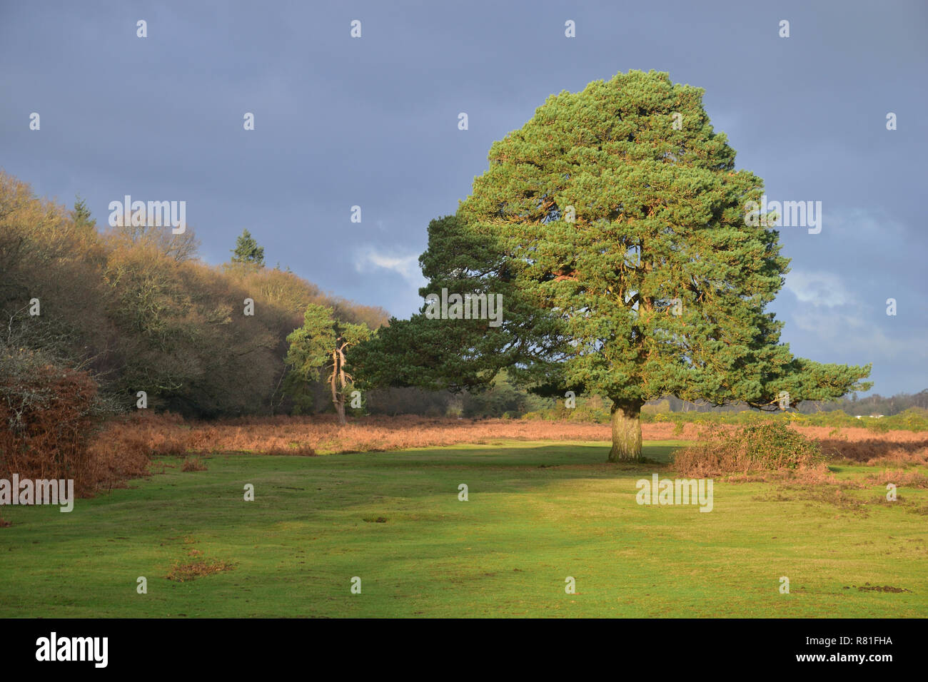 New Forest Landscape Stock Photo - Alamy
