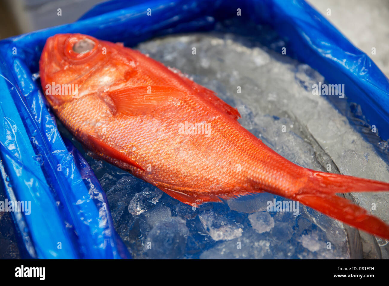 fresh fish or seafood at japanese street market Stock Photo - Alamy
