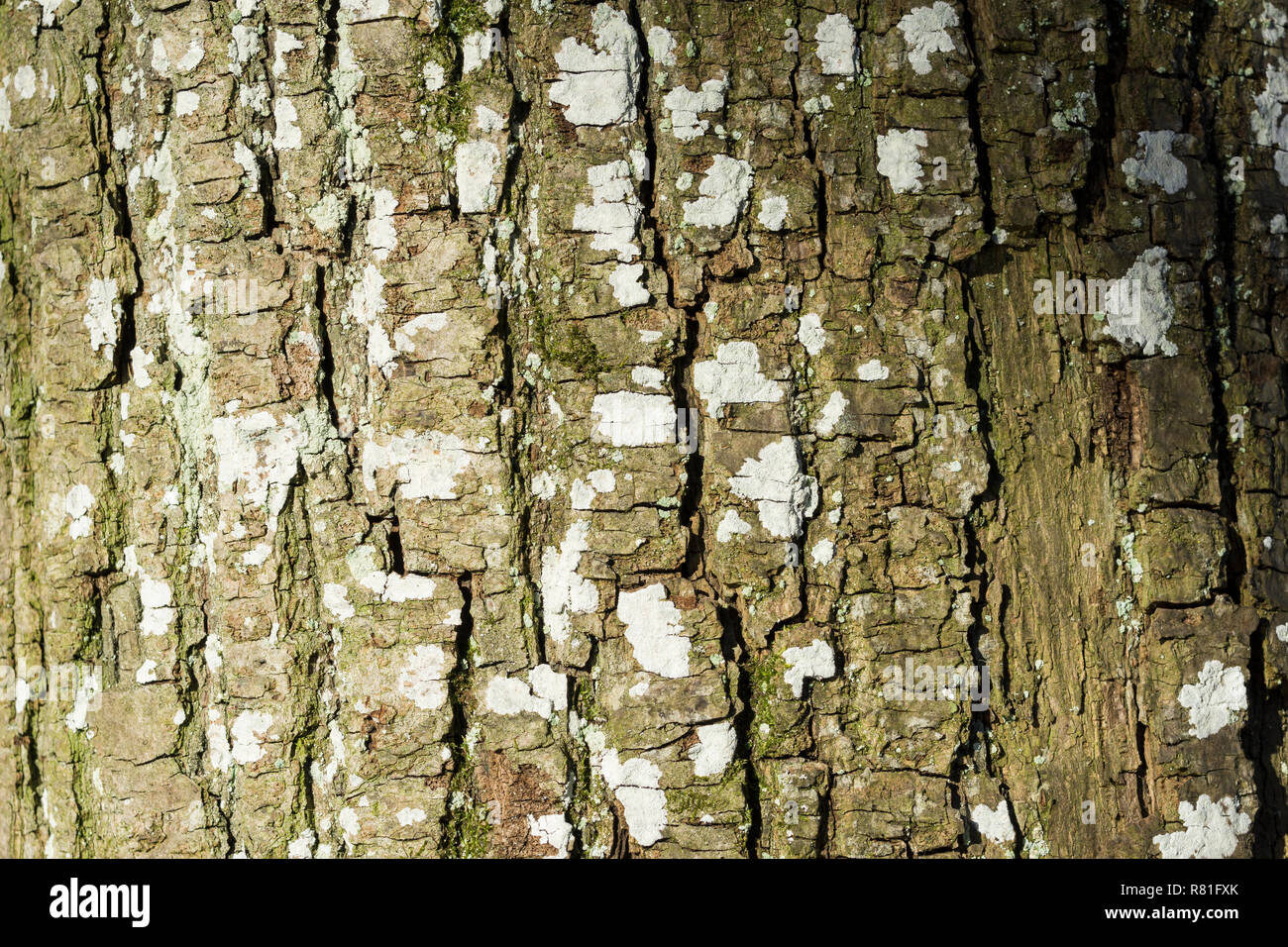 Ring bark and tree trunk hi-res stock photography and images - Alamy