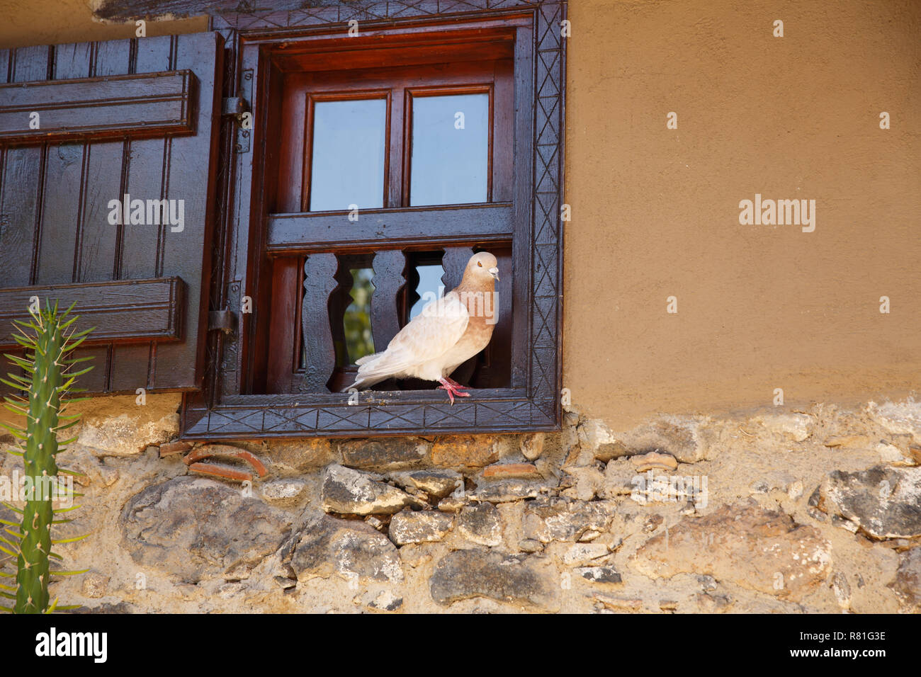 Pigeon sitting on the window in old village, Cyprus Stock Photo - Alamy