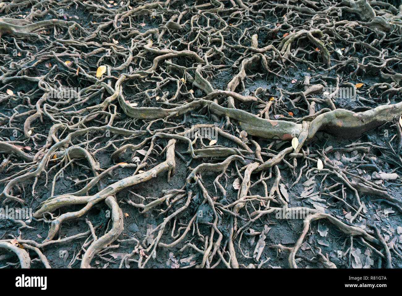 Whole tree and roots hi-res stock photography and images - Alamy