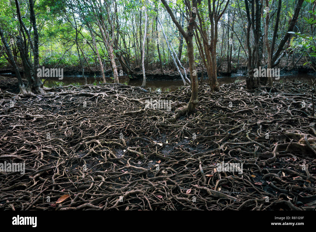 Whole tree and roots hi-res stock photography and images - Alamy