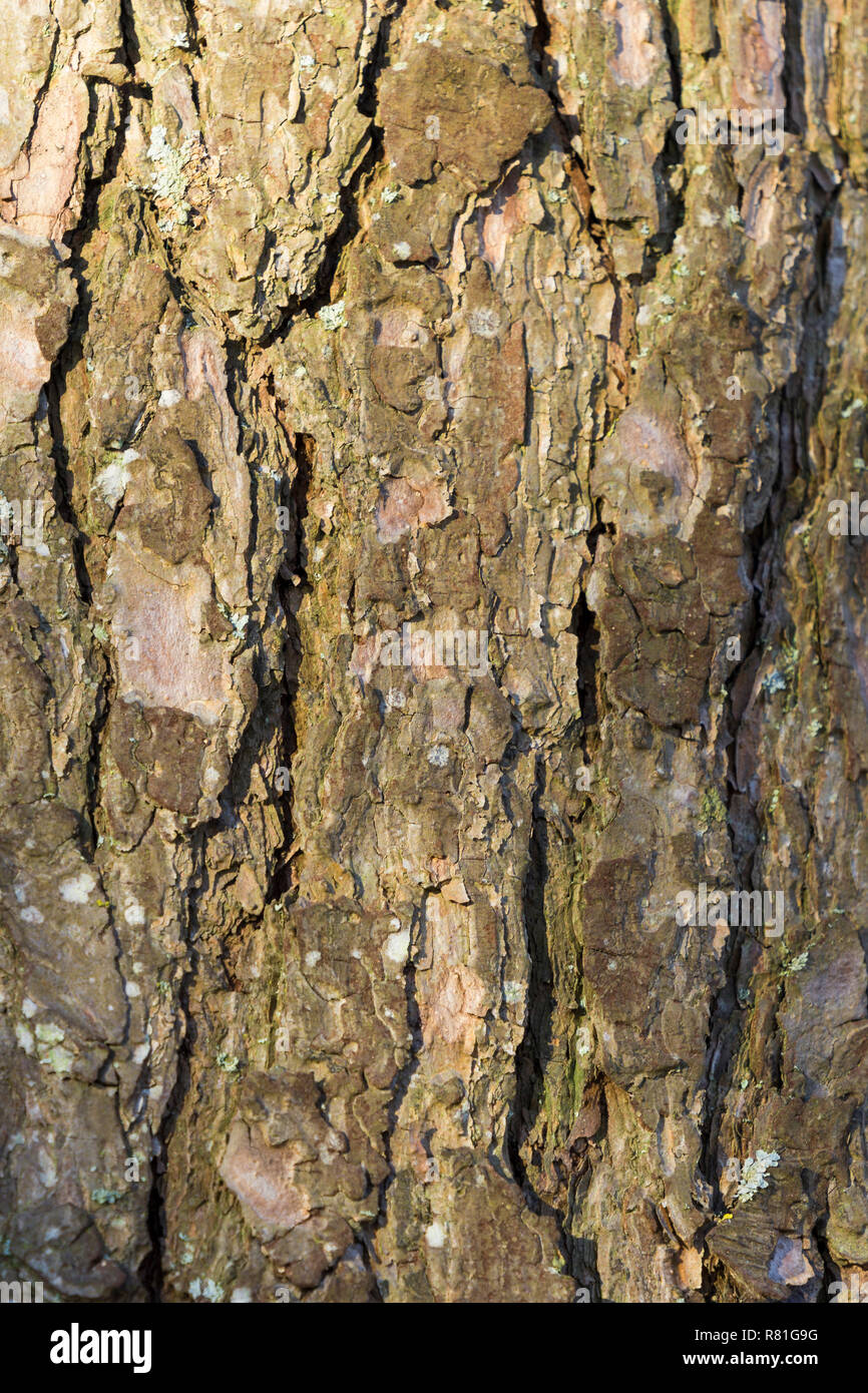 Ring bark and tree trunk hi-res stock photography and images - Alamy