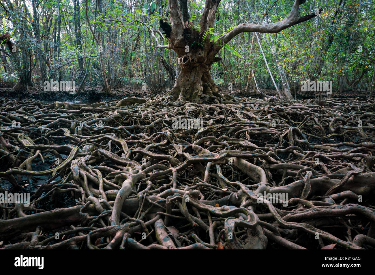 The roots of a large tree that grows bigger. The concept of growth ...