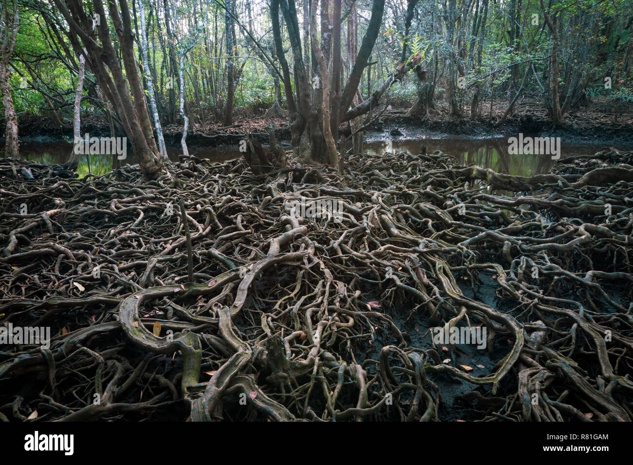 The roots of a large tree that grows bigger. The concept of growth ...