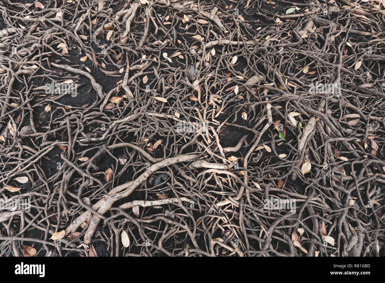 The roots of a large tree that grows bigger. The concept of growth ...