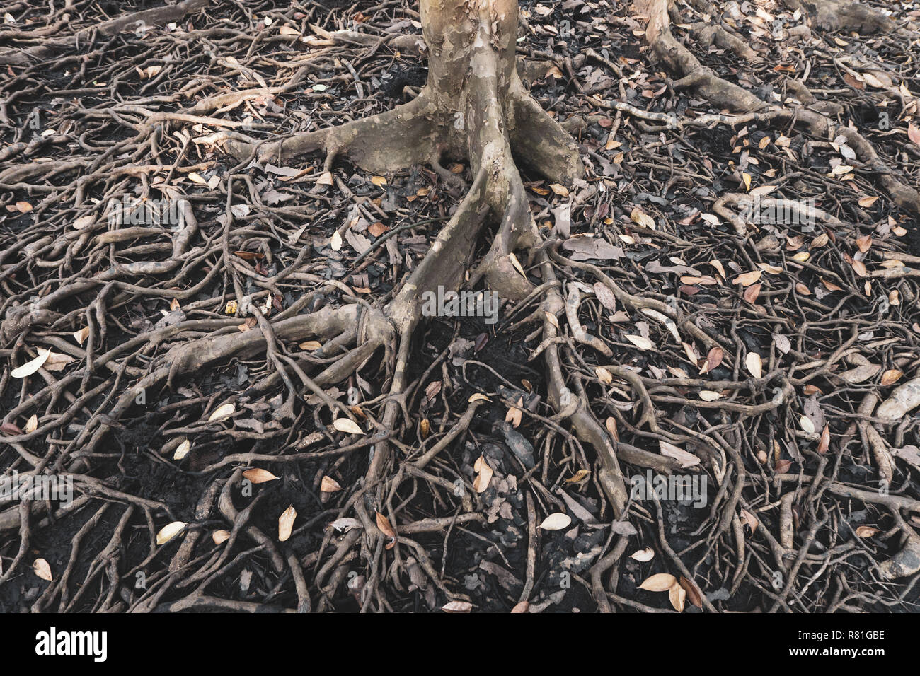Whole Tree And Roots High Resolution Stock Photography and Images - Alamy
