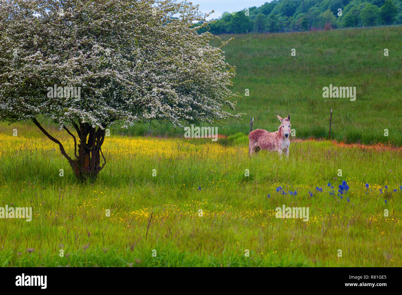 Spring wildflowers and blooming apple tree in a pasture where a donkey ...