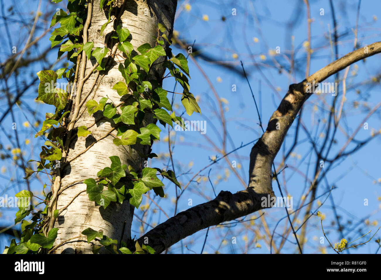 Plural leaves hi-res stock photography and images - Alamy