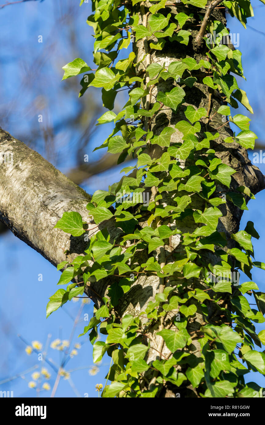 Plural leaves hi-res stock photography and images - Alamy