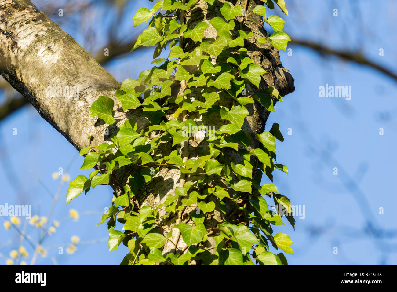 Branch many leaves beautiful green hi-res stock photography and images ...