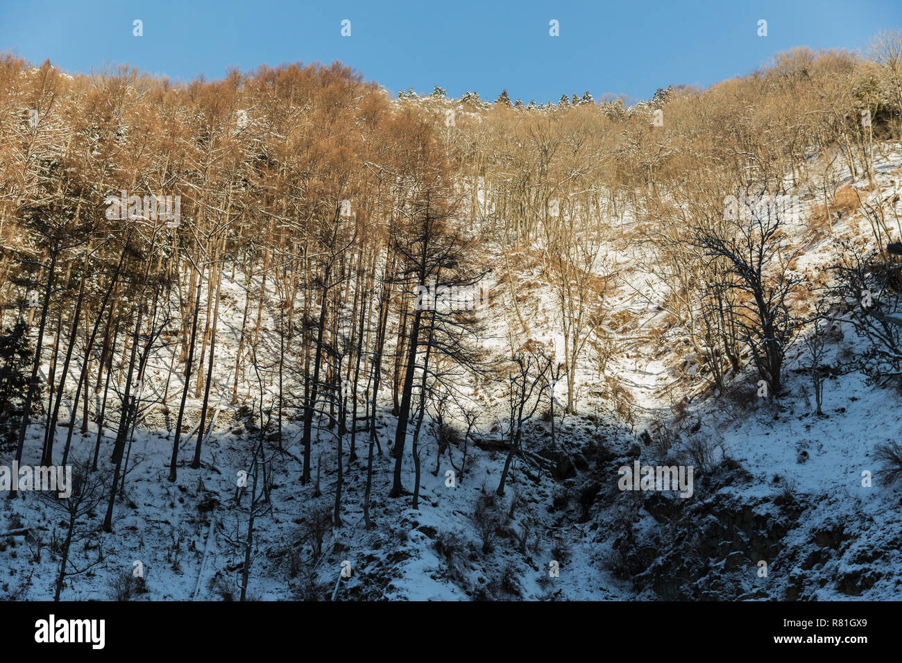 Hill forest tree asia japan hi-res stock photography and images - Alamy