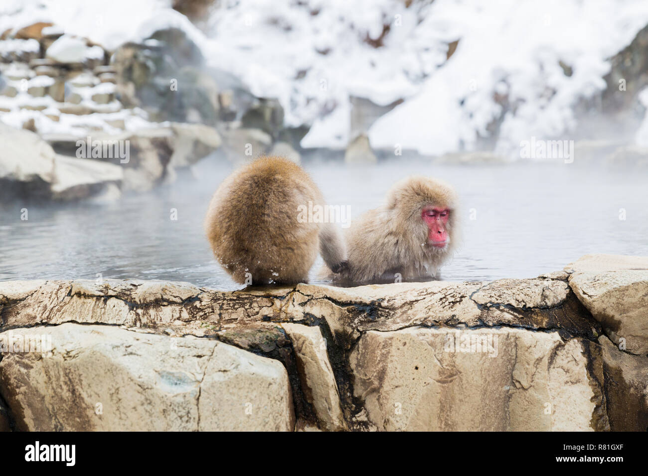 Japanese macaques in jigokudani onsen hi-res stock photography and ...