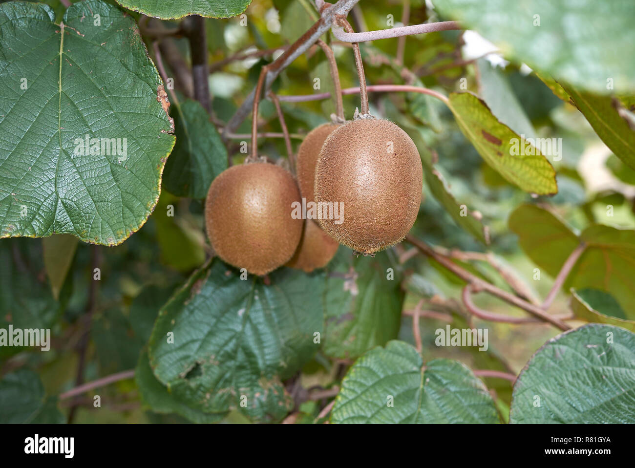 Actinidia deliciosa branch with kiwi fruit Stock Photo - Alamy