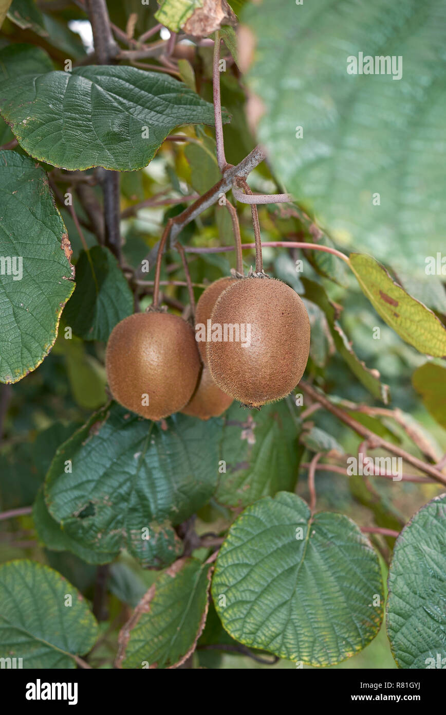 Kiwi vine hi-res stock photography and images - Alamy
