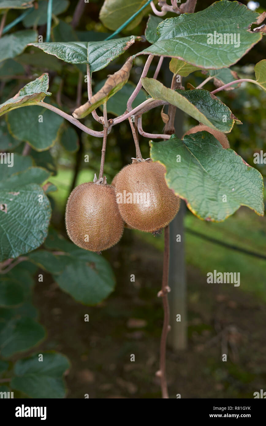 Actinidia deliciosa branch with kiwi fruit Stock Photo - Alamy