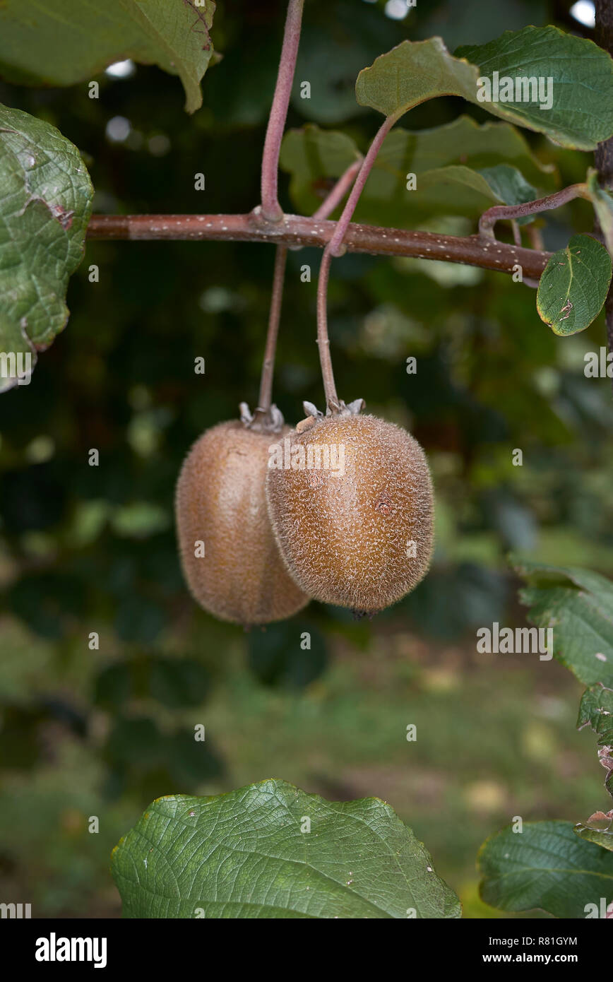 Actinidia deliciosa branch with kiwi fruit Stock Photo - Alamy