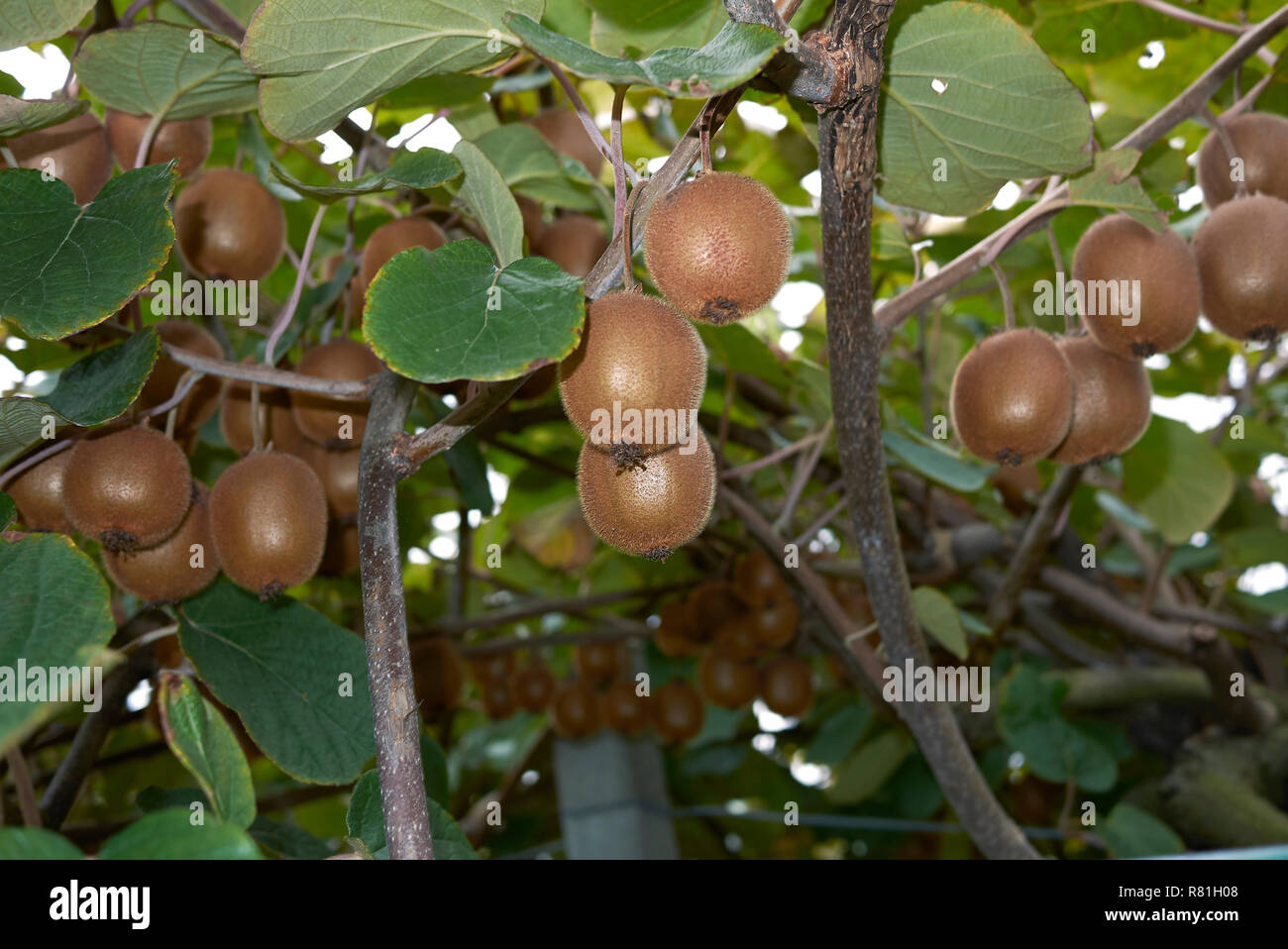 Actinidia deliciosa branch with kiwi fruit Stock Photo - Alamy