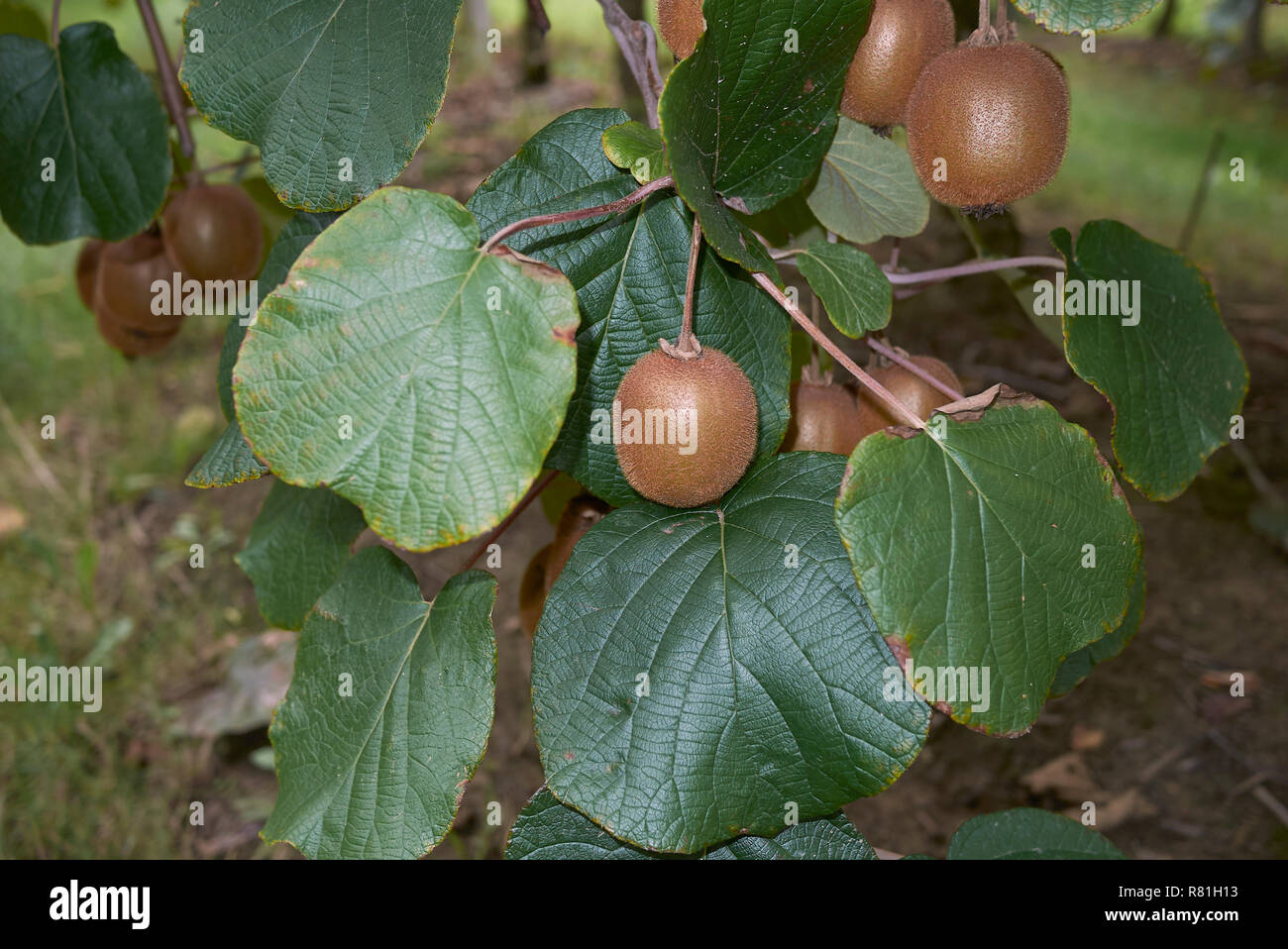 Actinidia deliciosa branch with kiwi fruit Stock Photo - Alamy