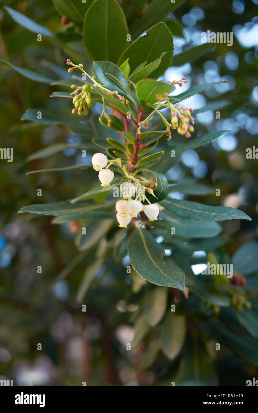 Strawberry tree arbutus unedo bloom hi-res stock photography and images ...