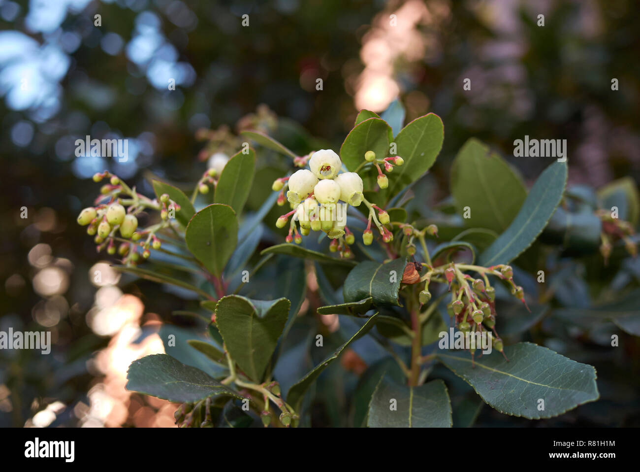 Strawberry tree arbutus unedo bloom hi-res stock photography and images ...