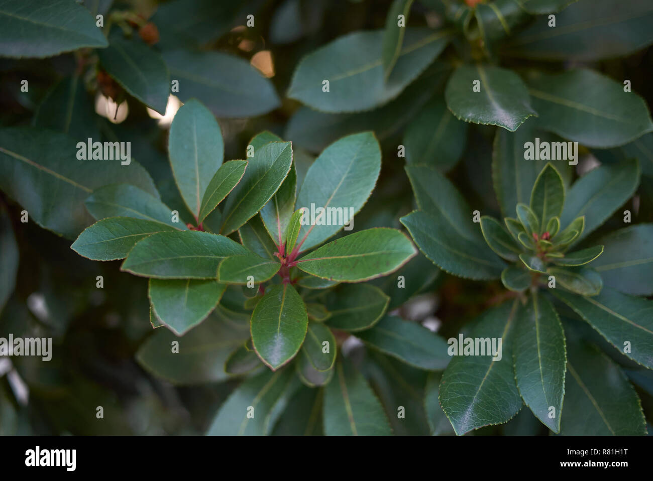 Strawberry tree arbutus unedo bloom hi-res stock photography and images ...