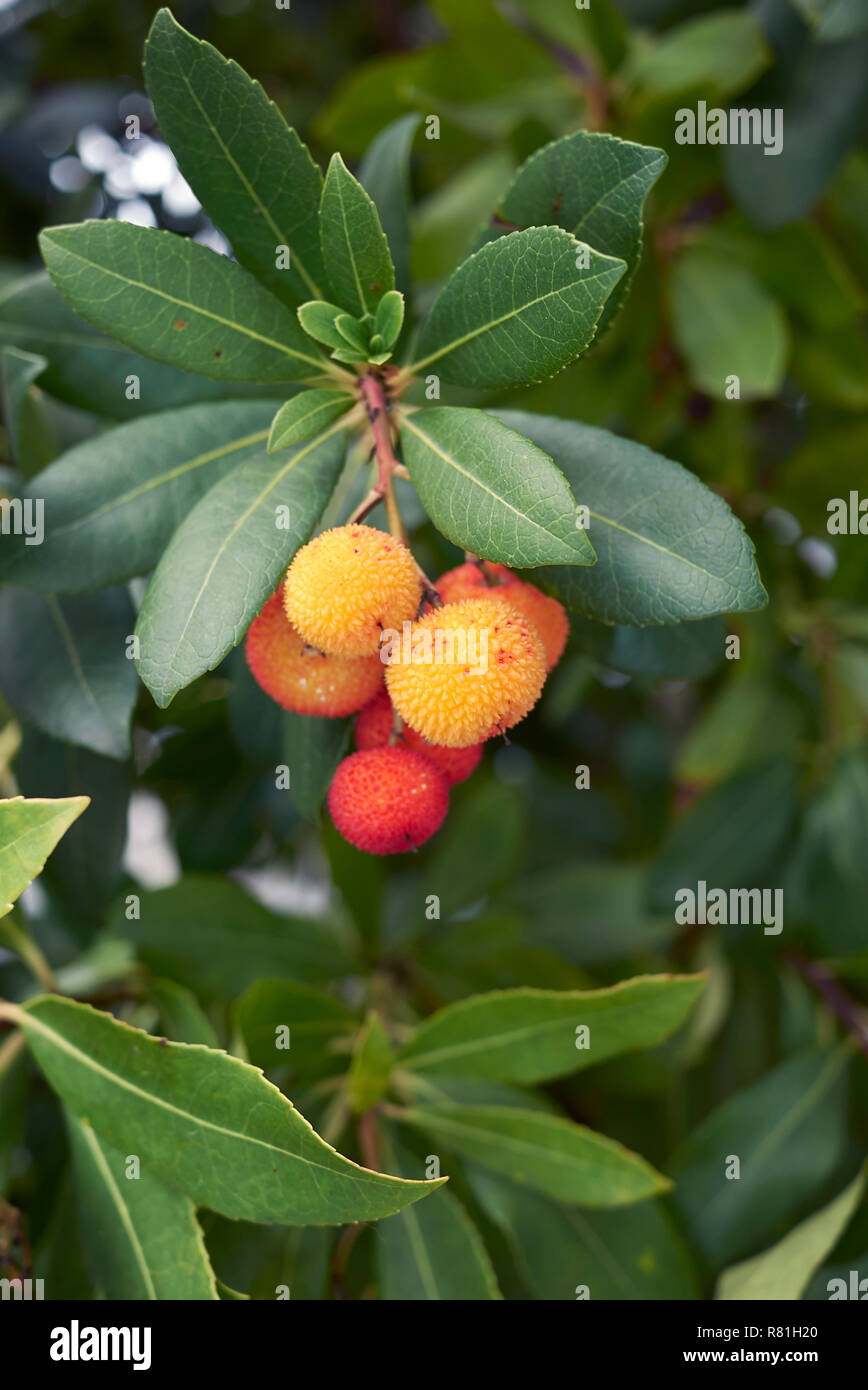strawberry tree branch with ripe fruit Stock Photo - Alamy