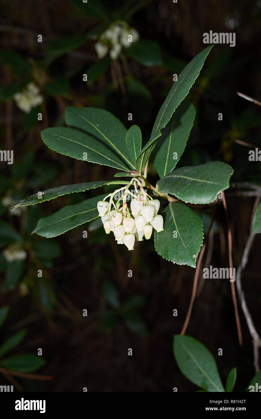 Strawberry tree arbutus unedo bloom hi-res stock photography and images ...