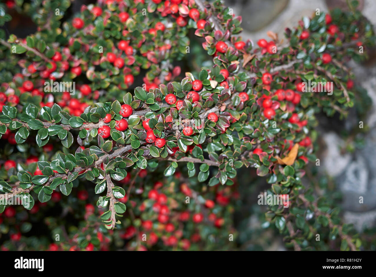 Dwarf cotoneaster hi-res stock photography and images - Alamy