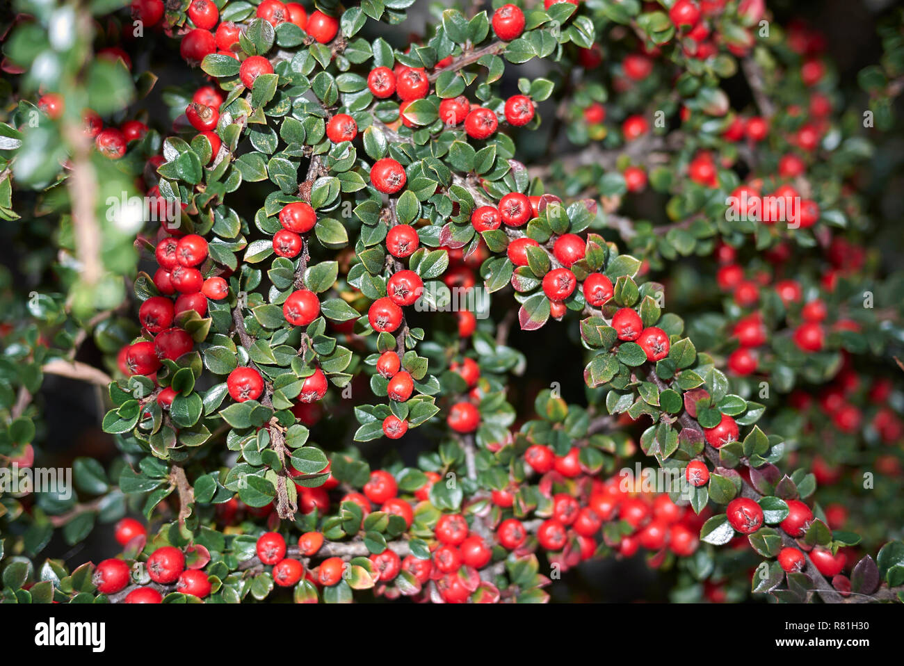 Dwarf cotoneaster hi-res stock photography and images - Alamy