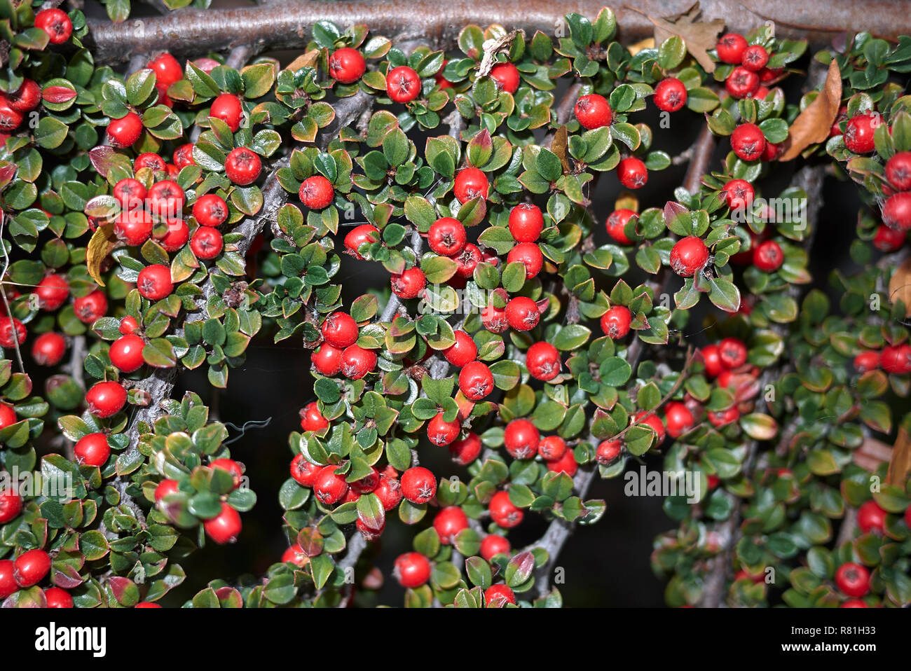 Dwarf cotoneaster hi-res stock photography and images - Alamy