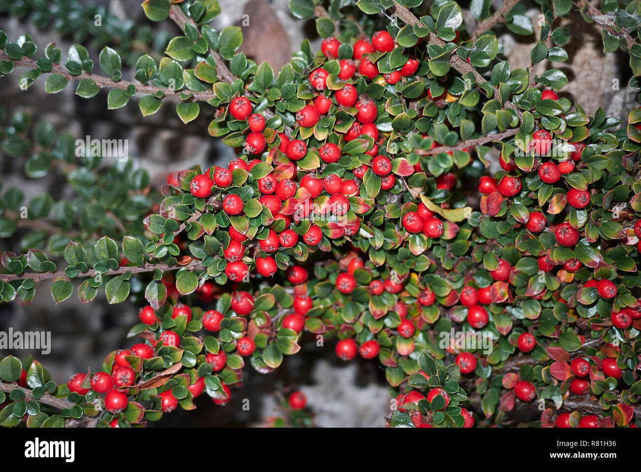 Dwarf cotoneaster hi-res stock photography and images - Alamy