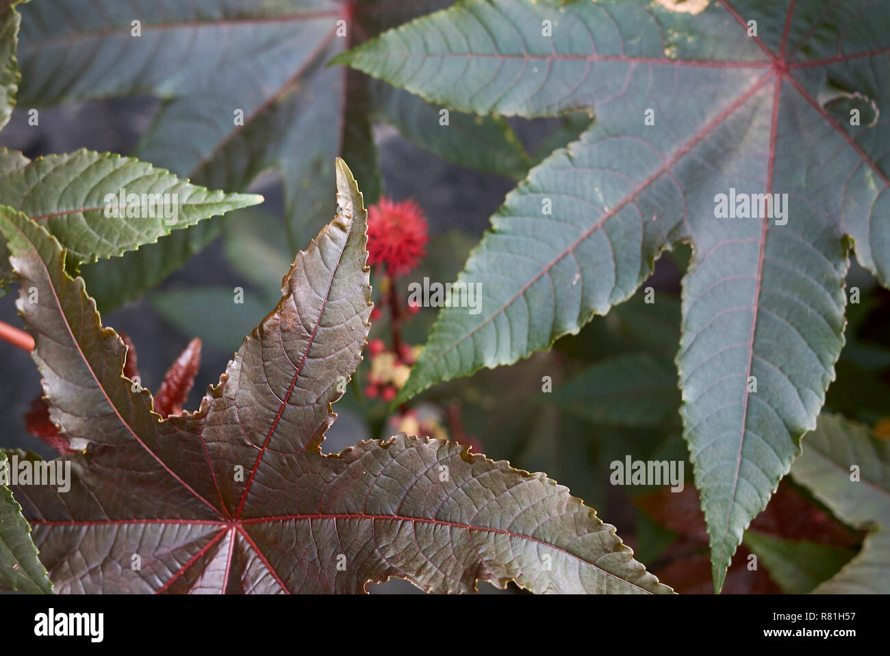 Ricinus communis close up Stock Photo - Alamy