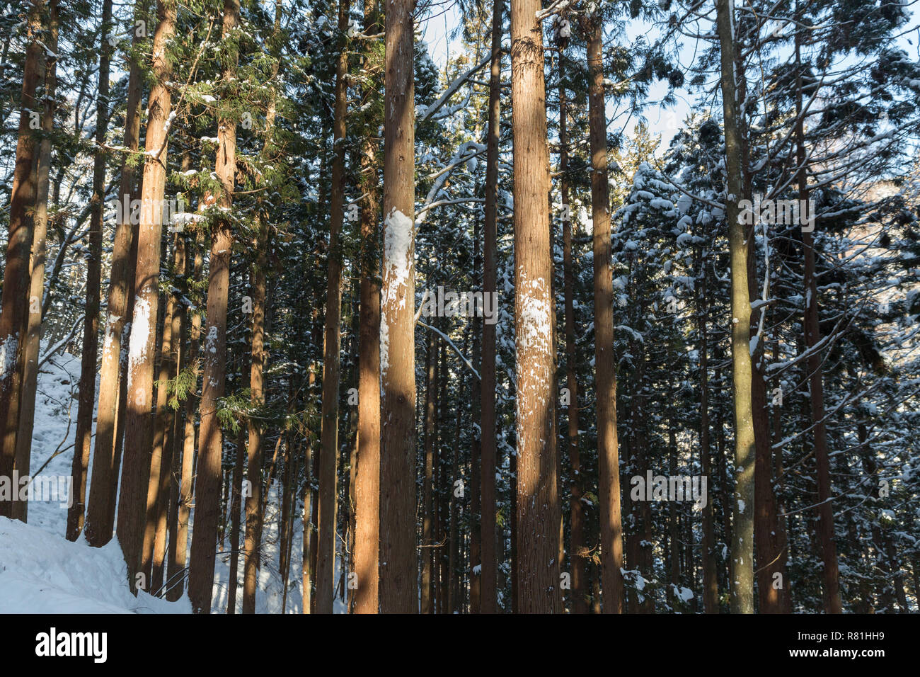 winter forest in japan Stock Photo - Alamy