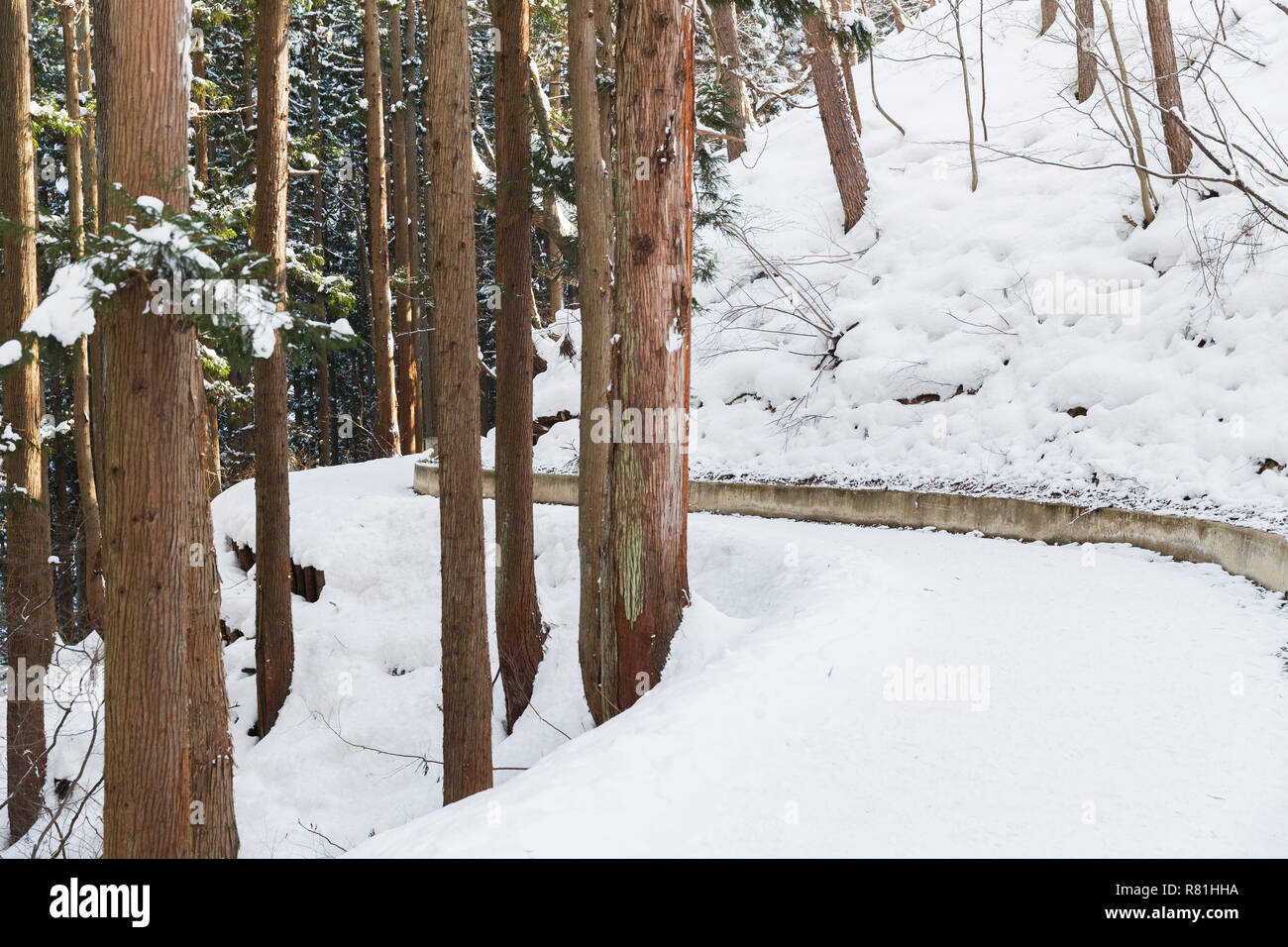snow path in winter forest, japan Stock Photo - Alamy