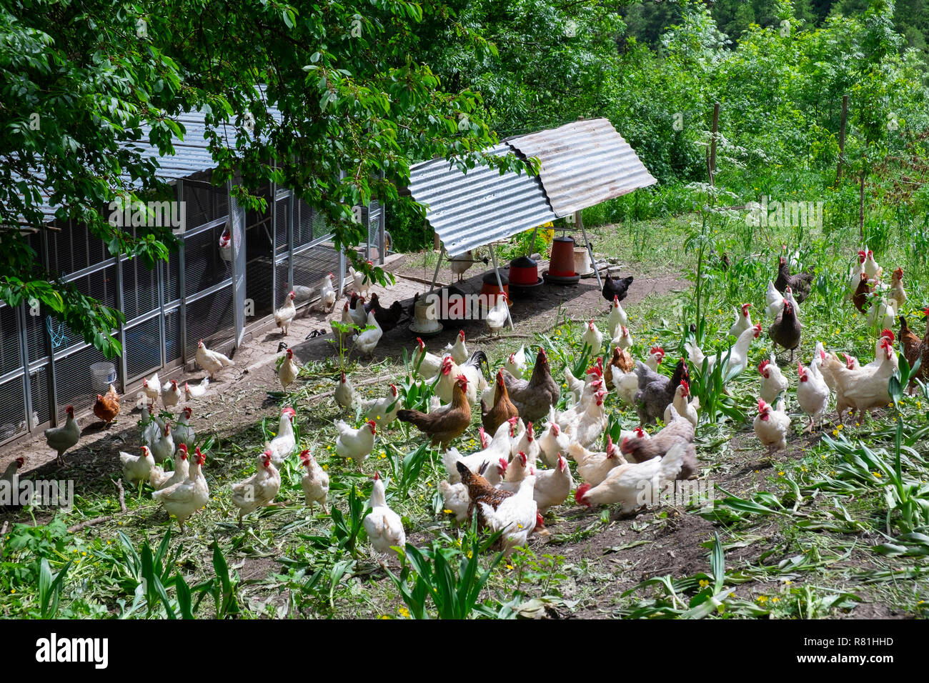 Free range chickens grass hi-res stock photography and images - Alamy