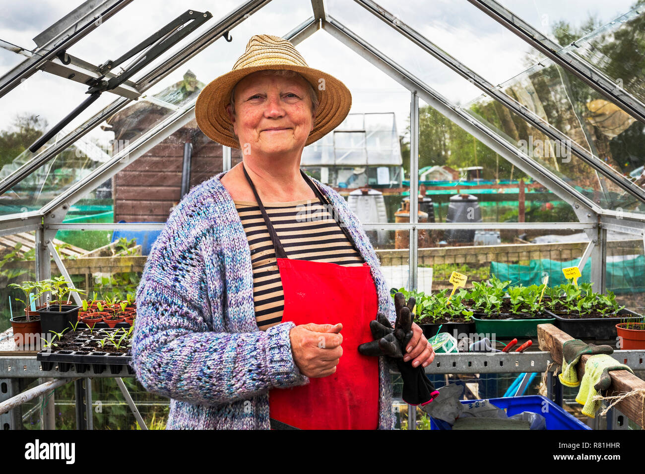 Image of Janette Hudson, plot 34, Eglinton Growers, Eglinton gardens, Kilwinning, Scotland, UK ...