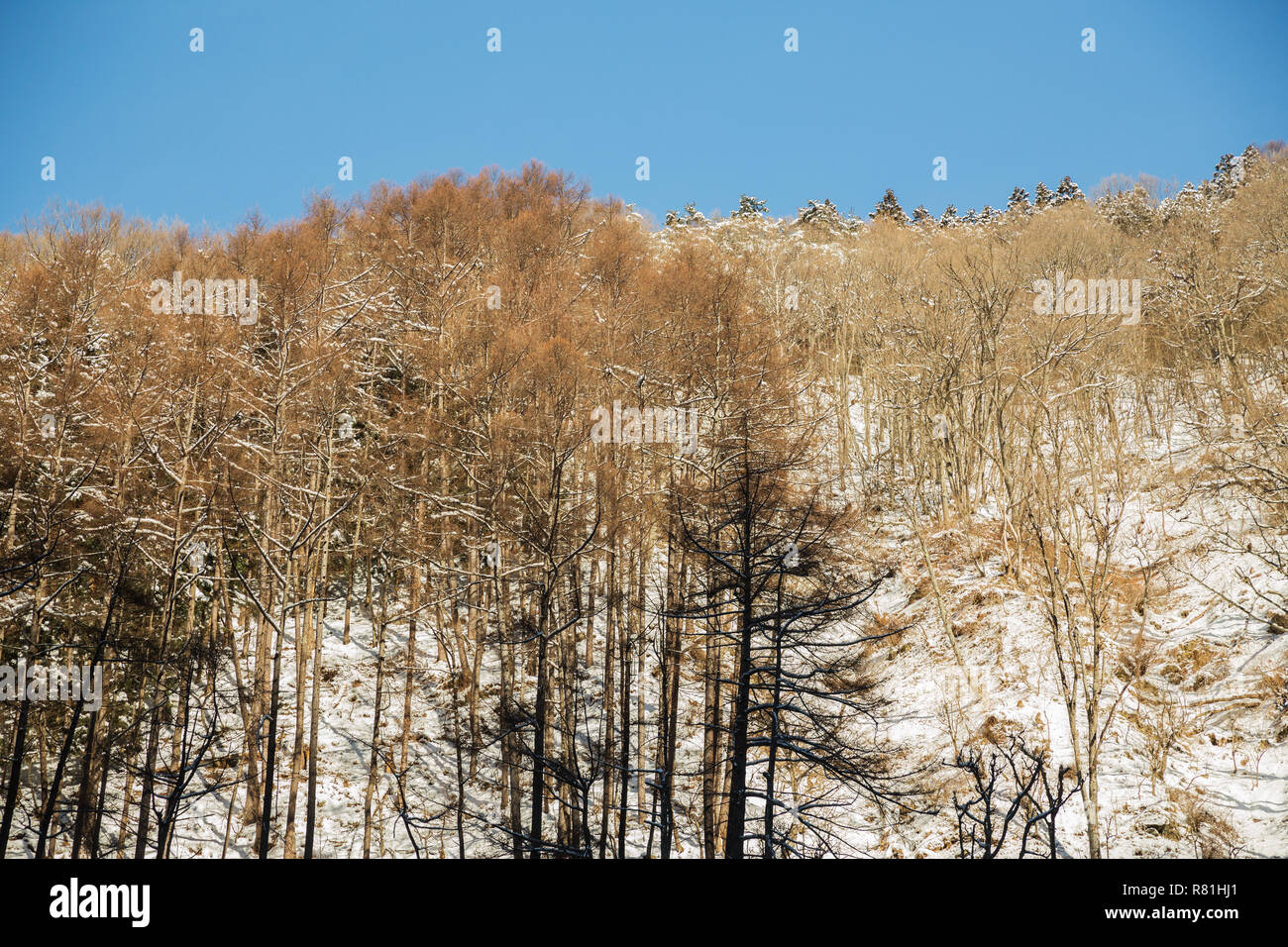 winter forest in japan Stock Photo - Alamy