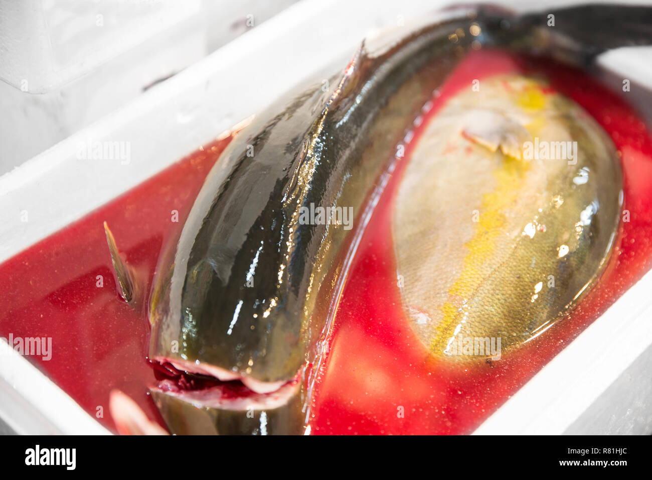 fresh fish or seafood at asian street market Stock Photo - Alamy